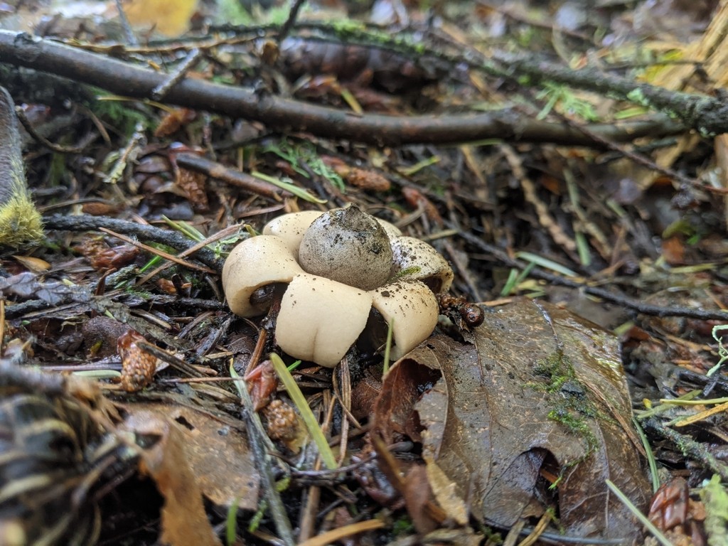 Rounded earthstar How to identify it? - Picture Mushroom