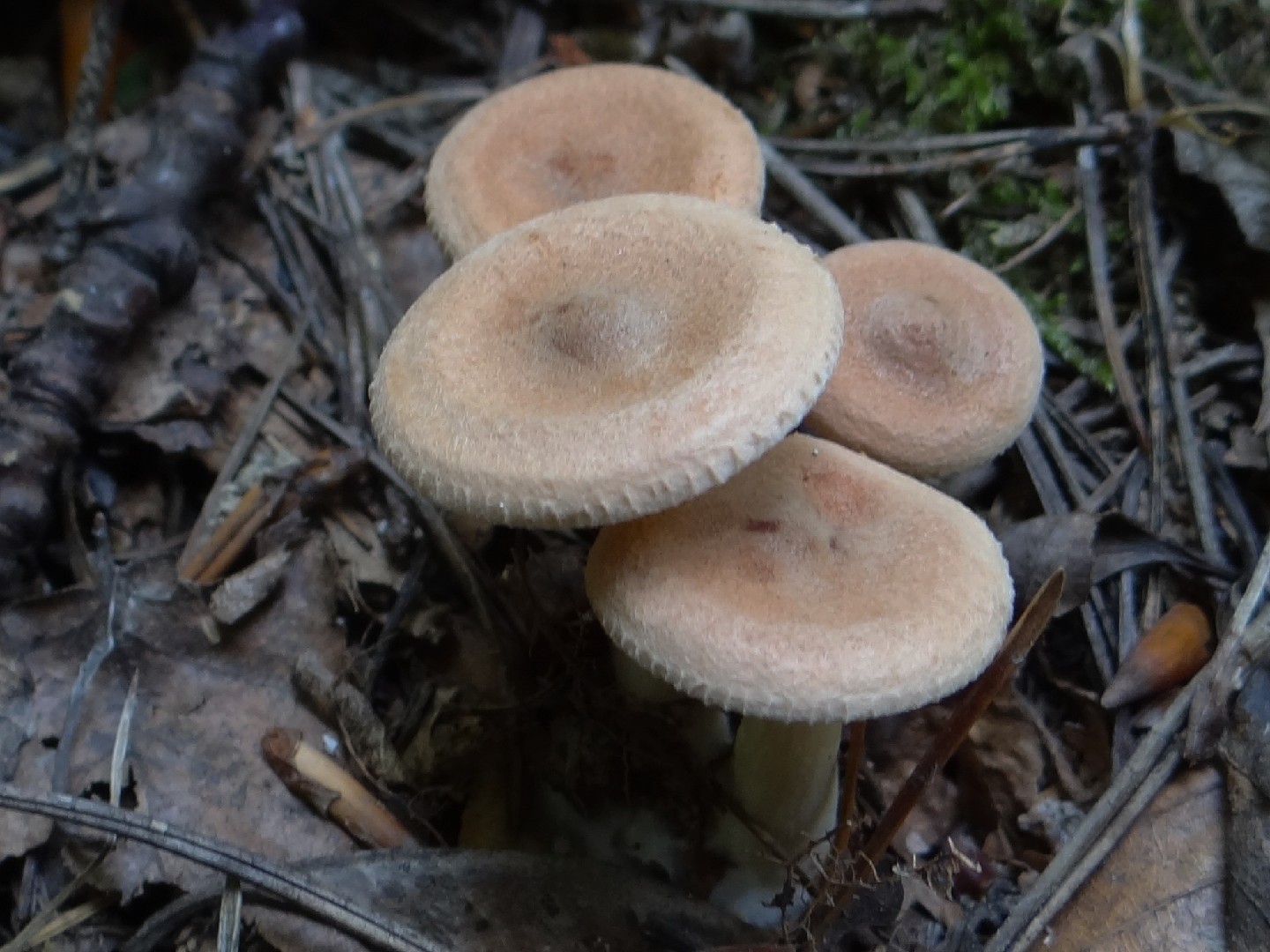 Clitocybe costata (Clitocybe costata) - Picture Mushroom