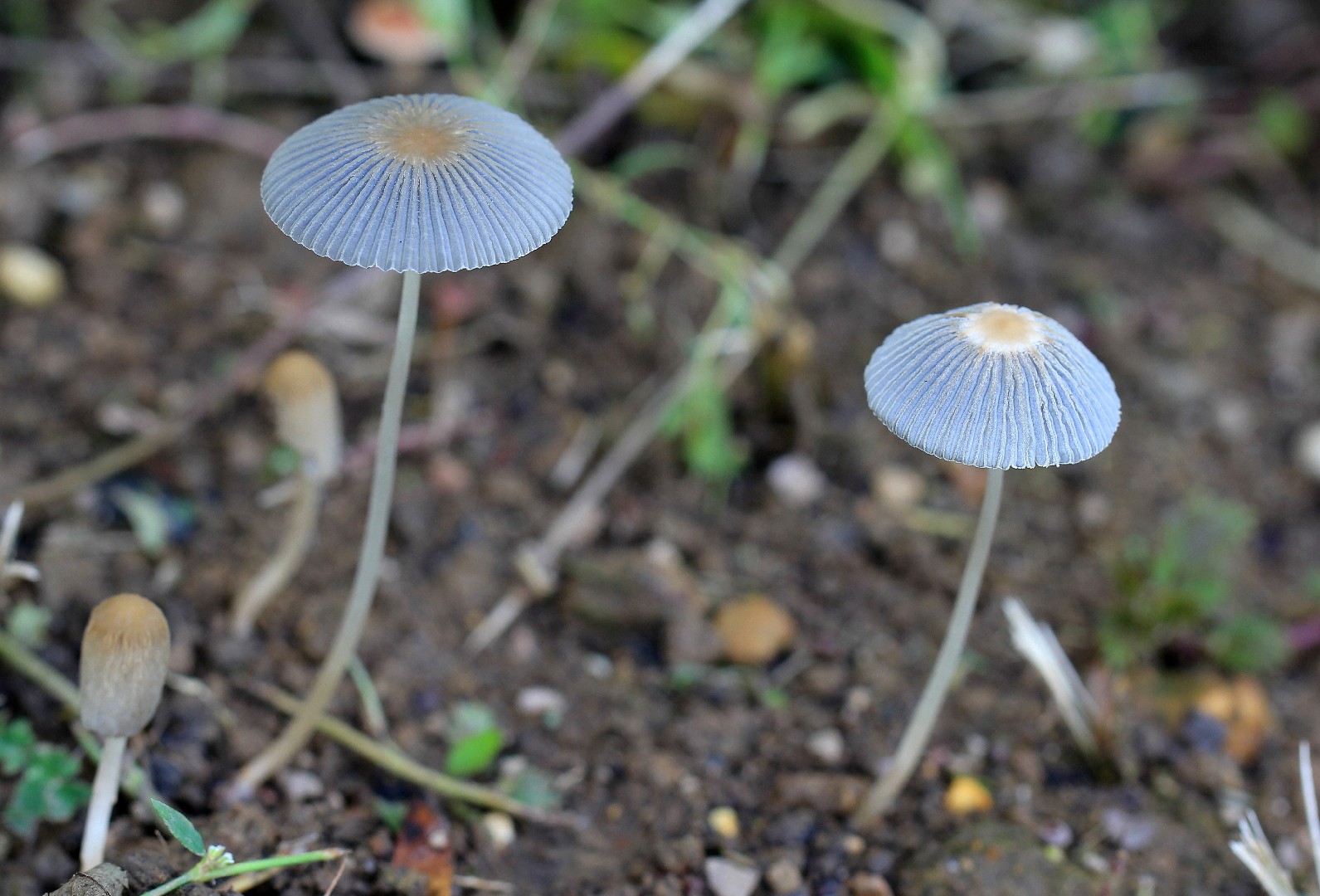 Pleated inkcap How to identify it? - Picture Mushroom
