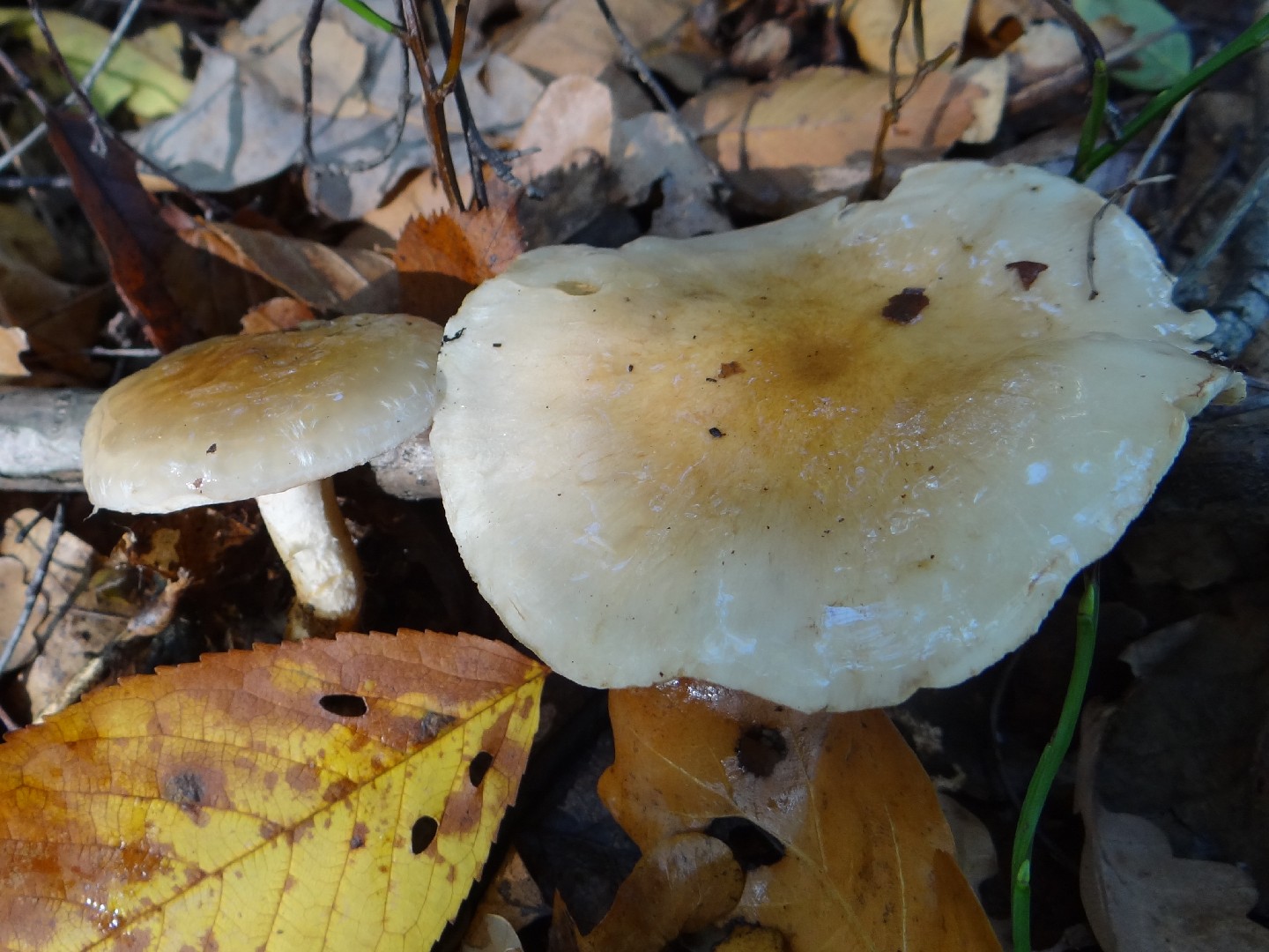 Pholiota lenta How to identify it? - Picture Mushroom