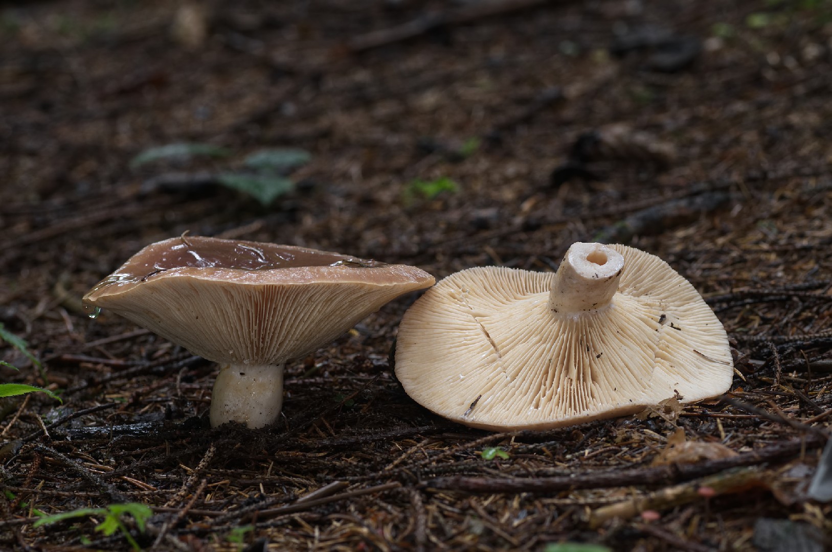Lactarius trivialis (Lactarius trivialis) - Picture Mushroom