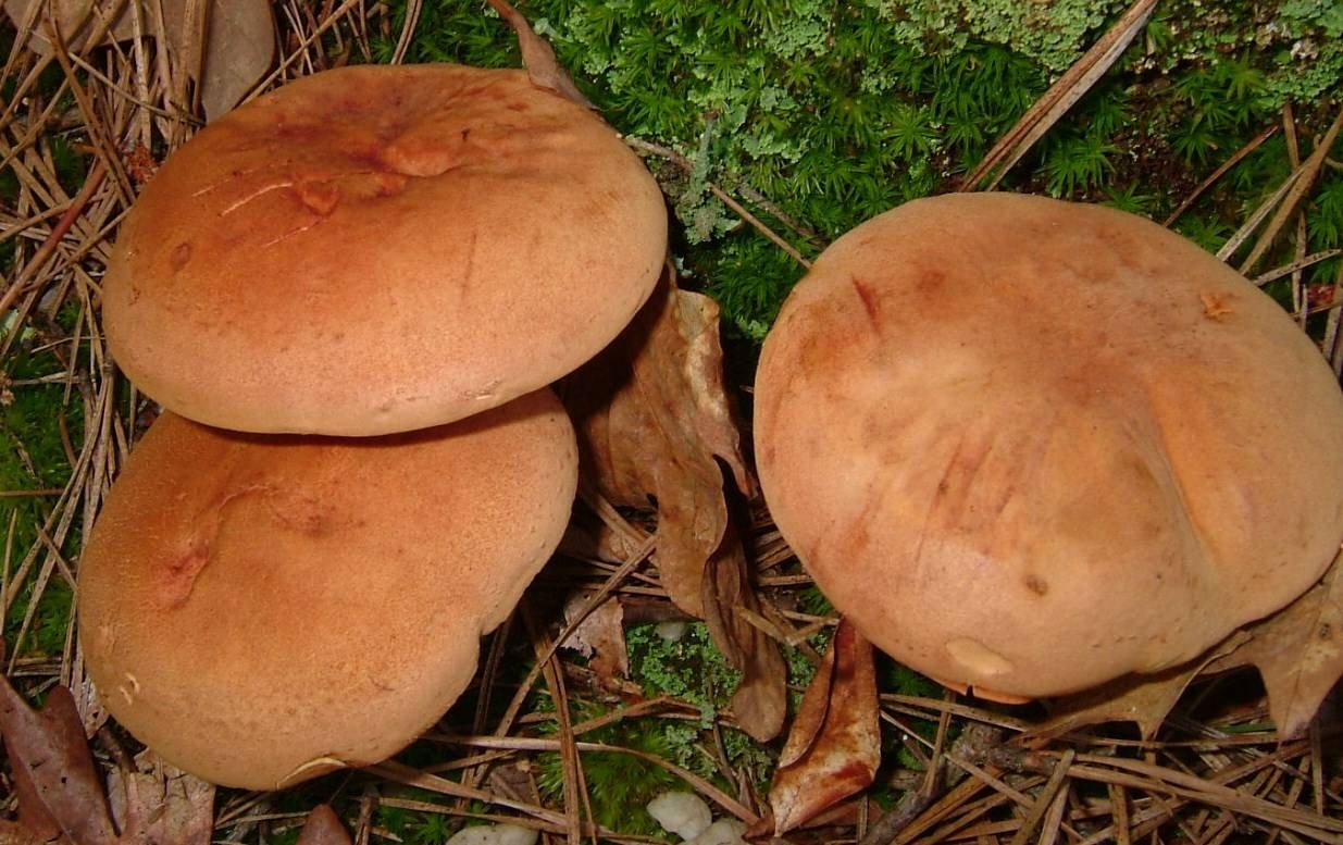 Phylloporus (Phylloporus) - Picture Mushroom