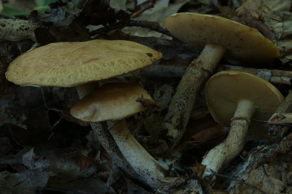 Маслёнок (Suillus) - Picture Mushroom