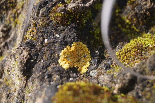 Sulphur lichens (Fulgensia) - Picture Mushroom