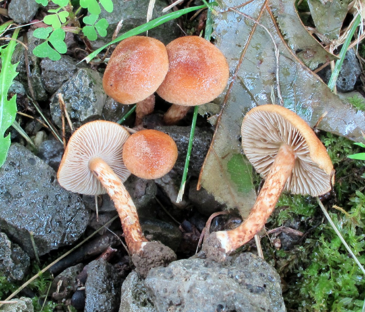 Inocybe unicolor (Inocybe unicolor) - Picture Mushroom