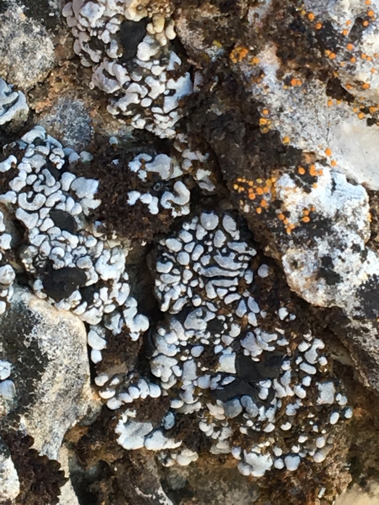 Toninia (Toninia) - Picture Mushroom