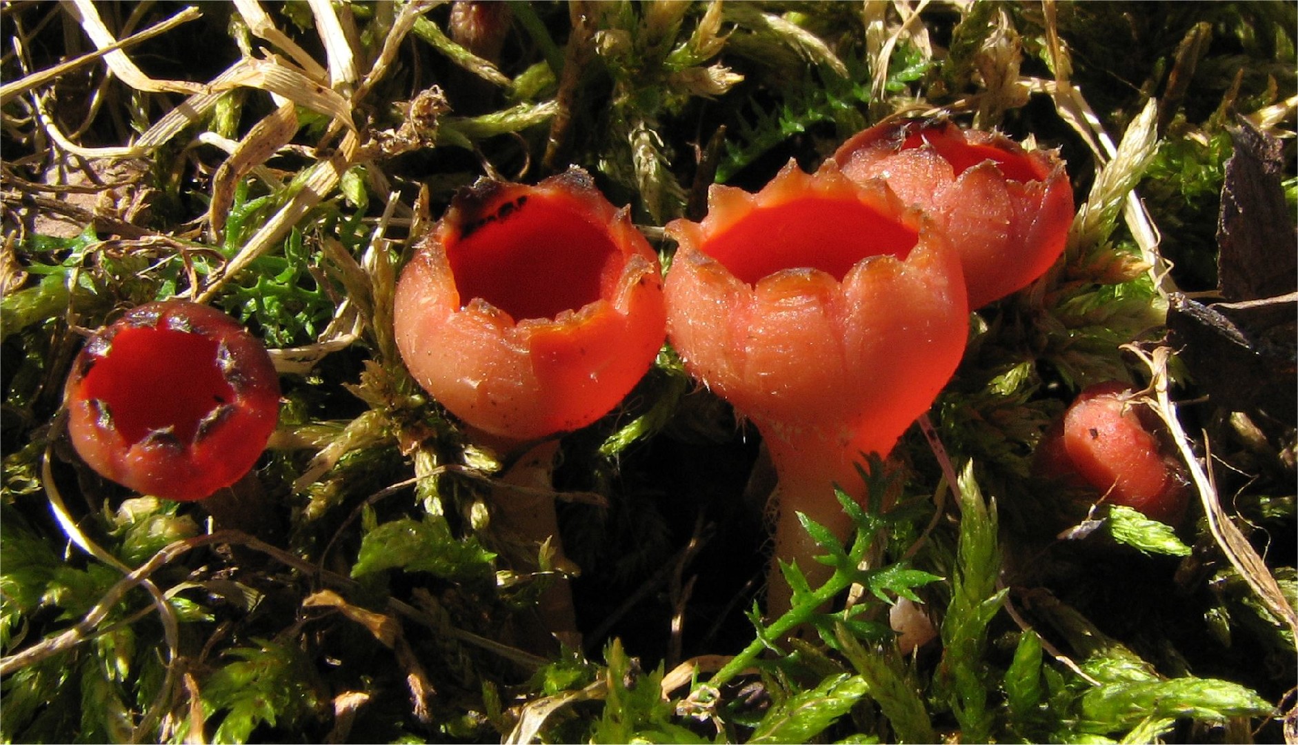 Microstoma (Microstoma) - Picture Mushroom