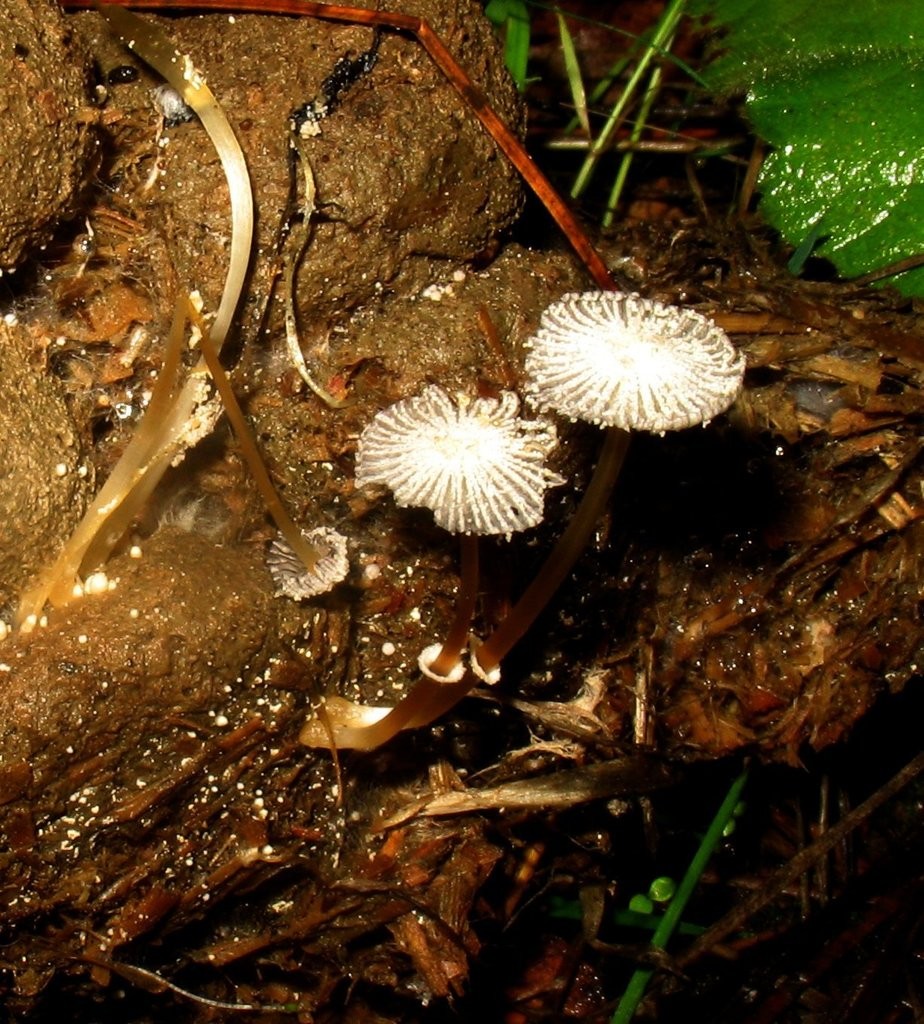 Coprinopsis (Coprinopsis) - Picture Mushroom