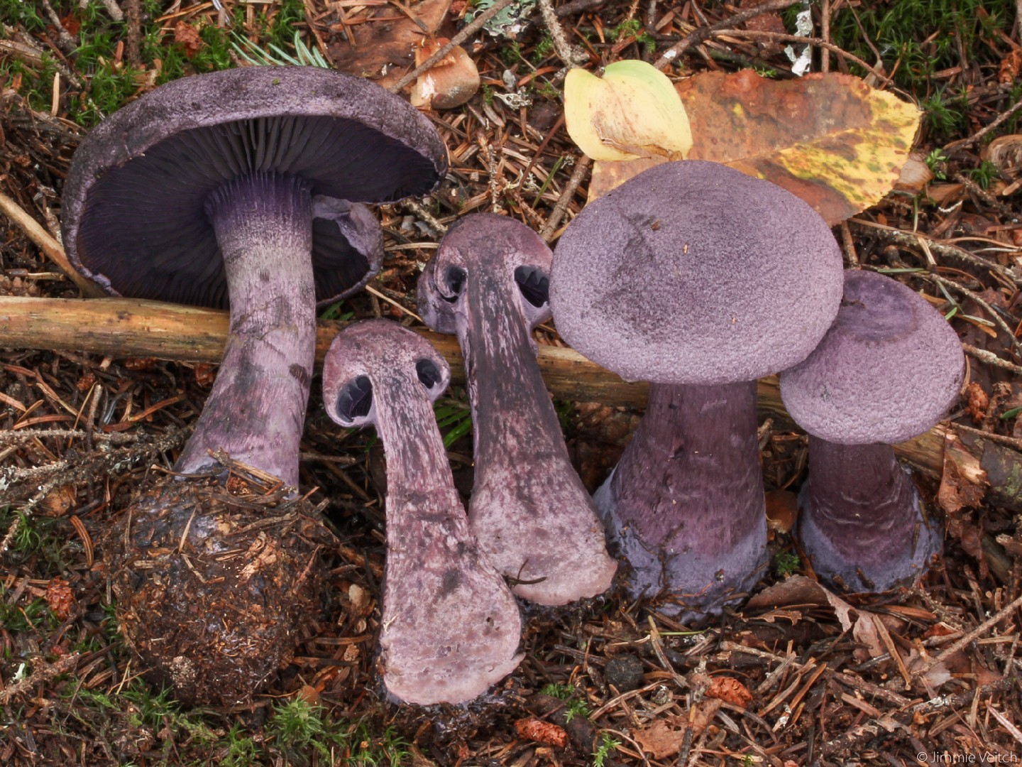Violet webcap How to identify it? - Picture Mushroom