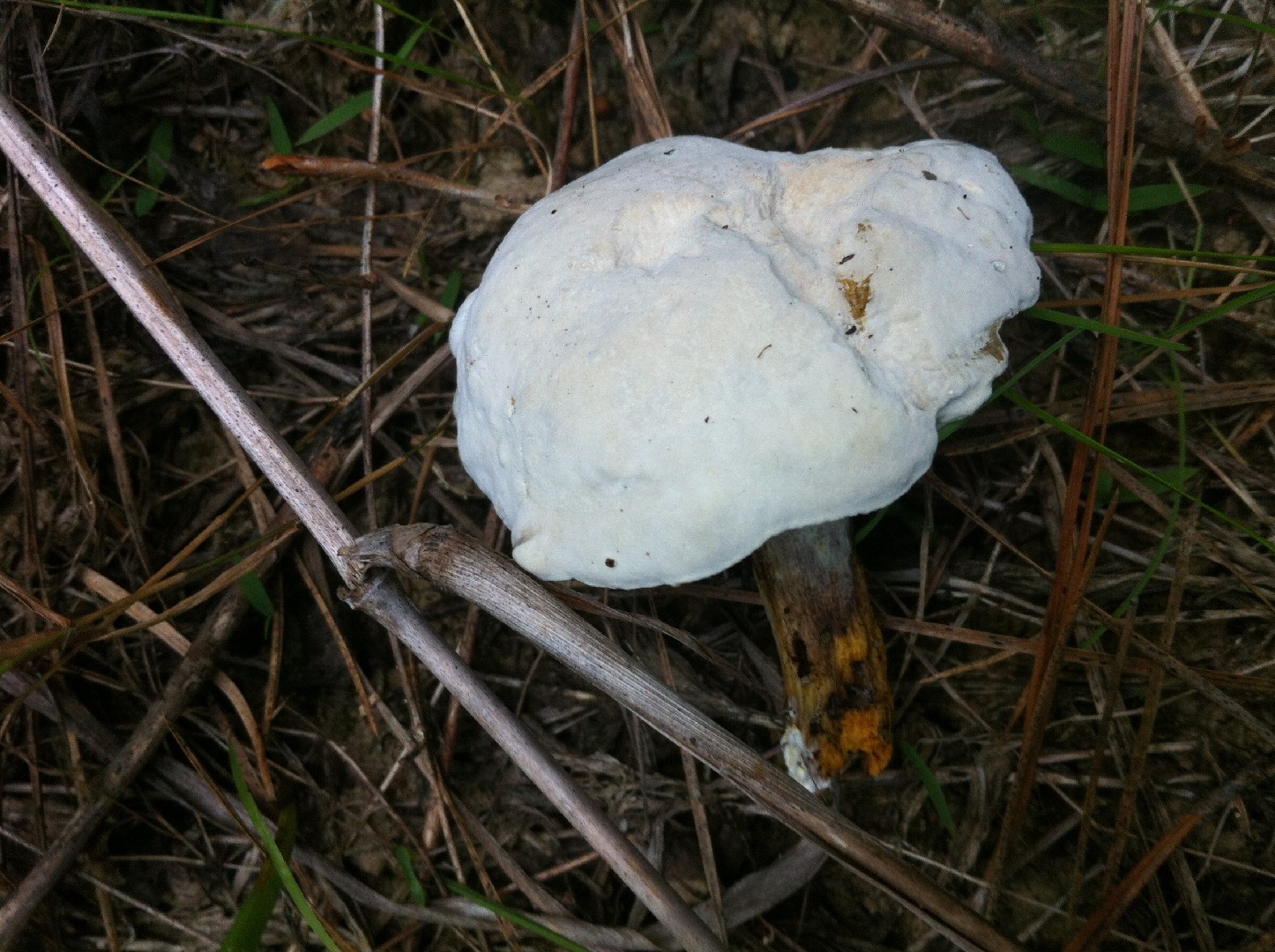 Hypomyces (Hypomyces) - Picture Mushroom