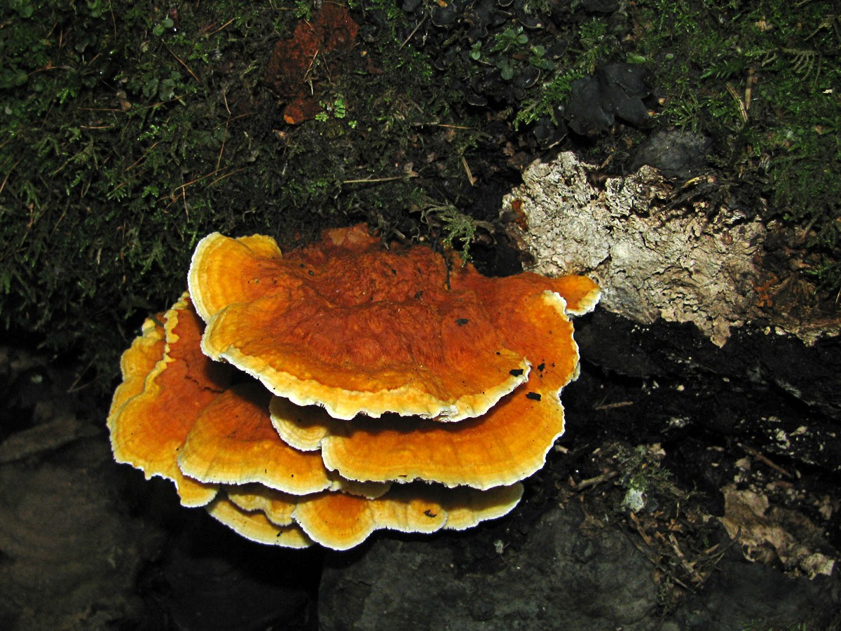 Pycnoporellus fulgens (Pycnoporellus fulgens) - Picture Mushroom
