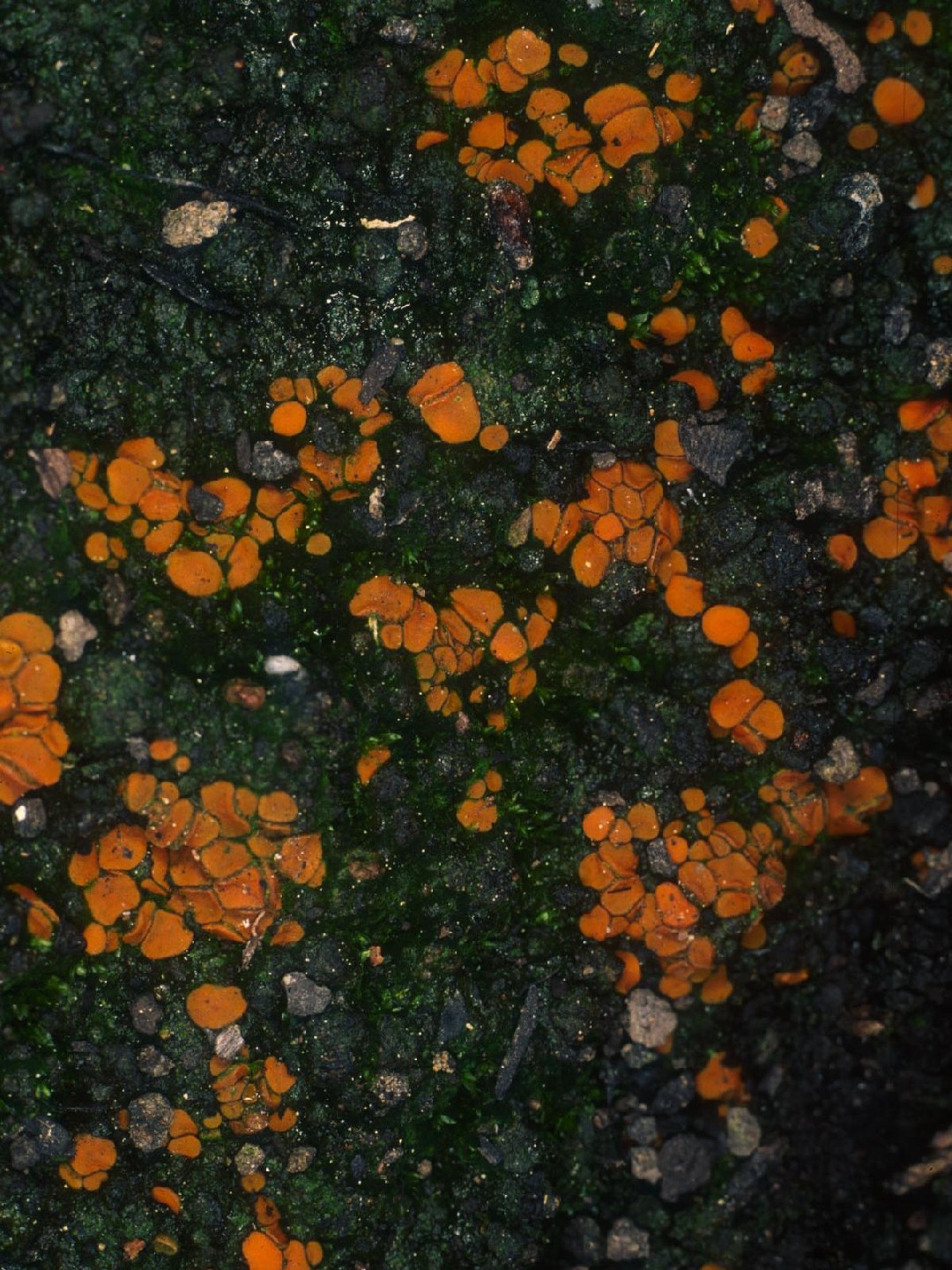 Pyronema (Pyronema) - Picture Mushroom