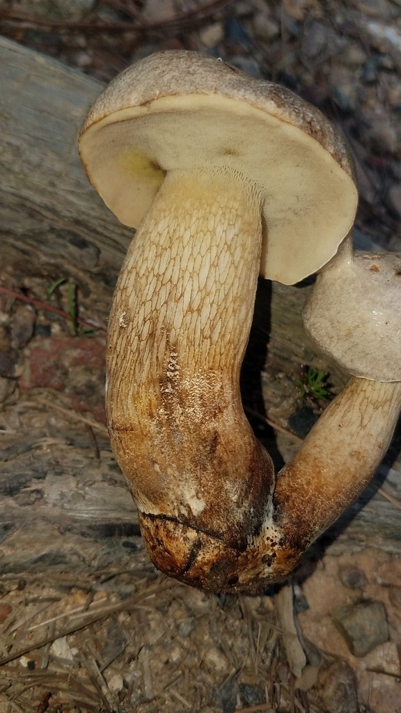 Retiboletus griseus (Retiboletus griseus) - Picture Mushroom