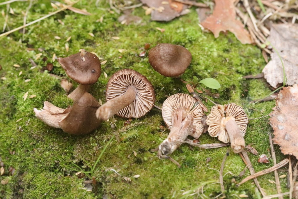 Inocybe soluta (Inocybe soluta) - Picture Mushroom