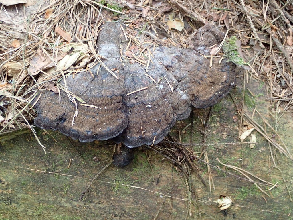Polypore balsamique (Ischnoderma benzoinum) - Picture Mushroom