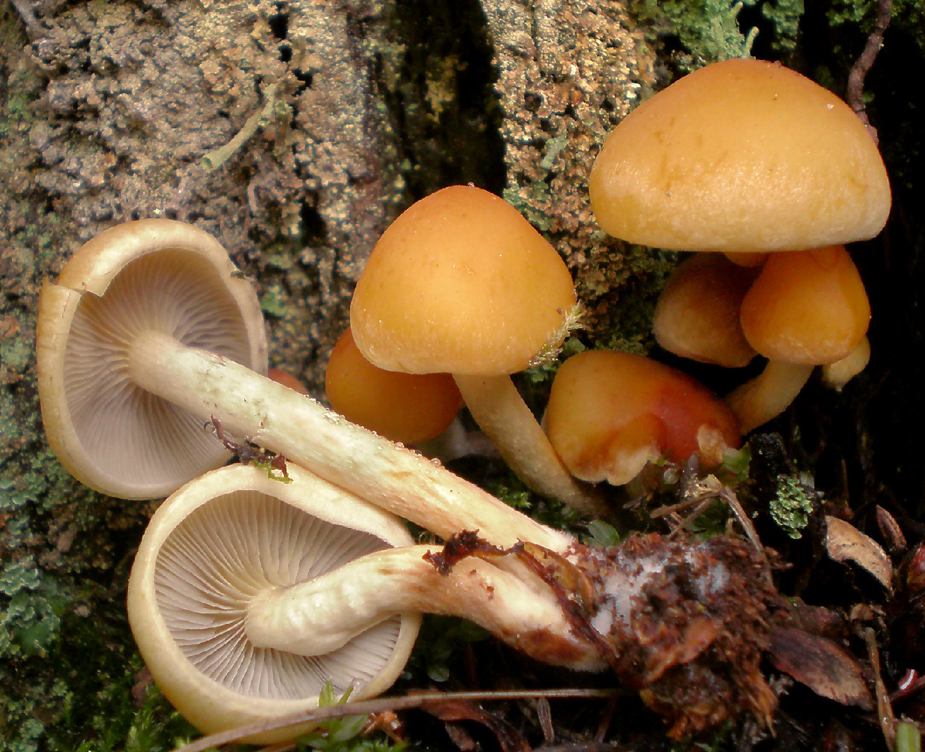 Hypholoma (Hypholoma) - Picture Mushroom