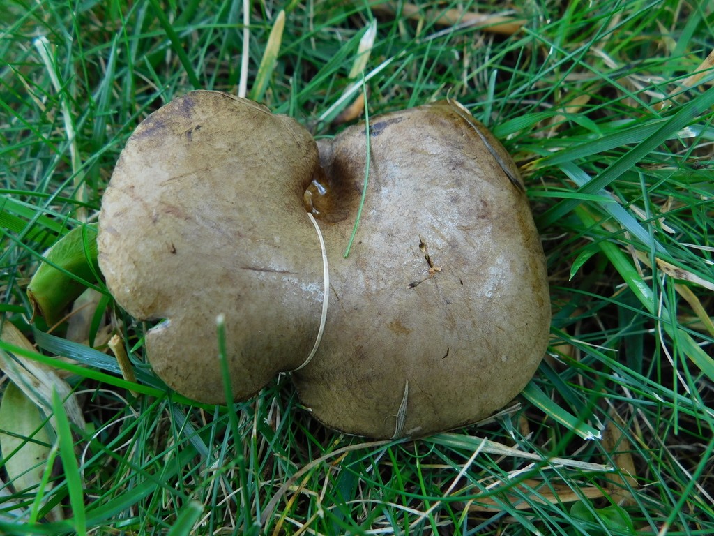 Ash-tree bolete How to identify it? - Picture Mushroom
