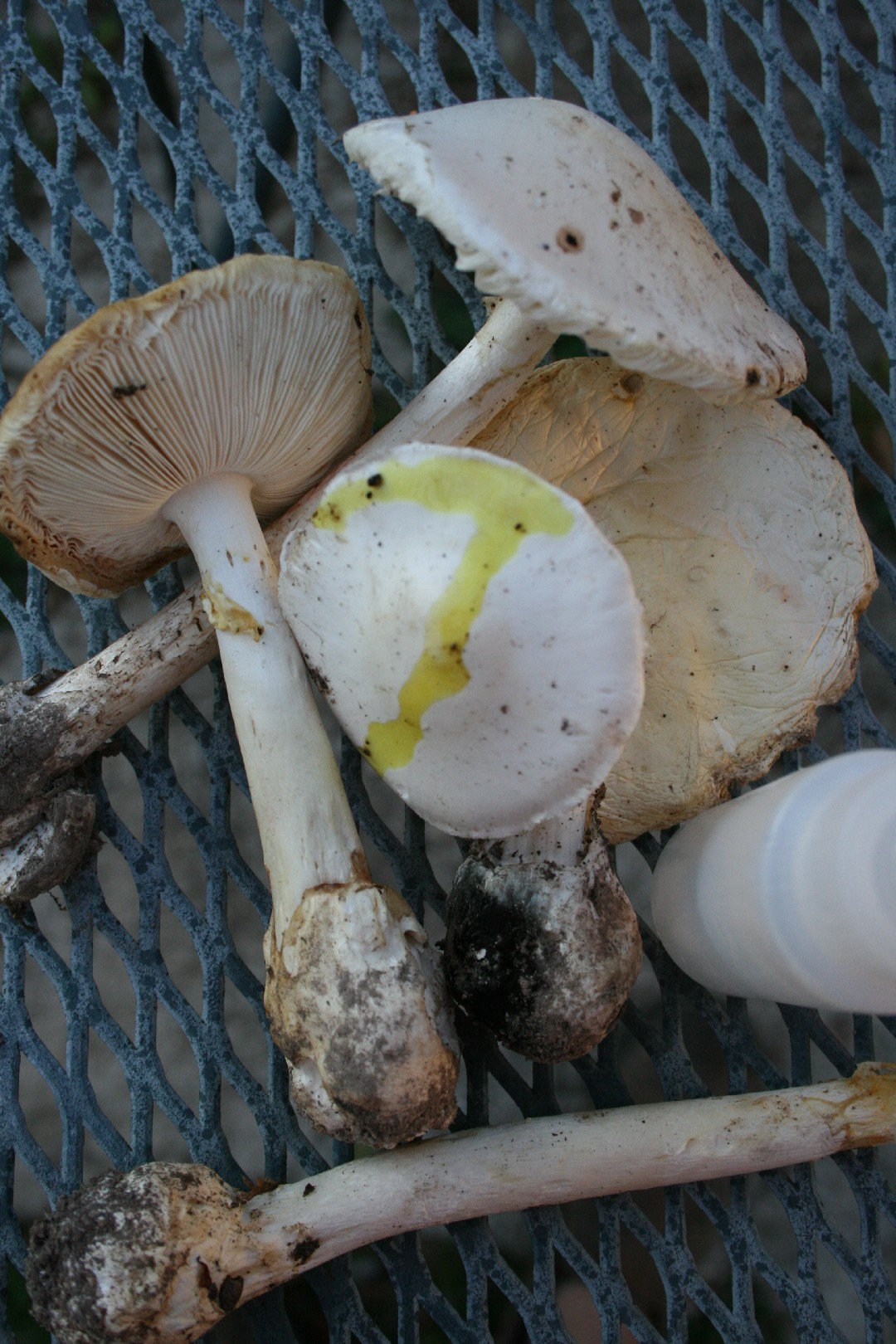 Amanita suballiacea (Amanita suballiacea) - Picture Mushroom