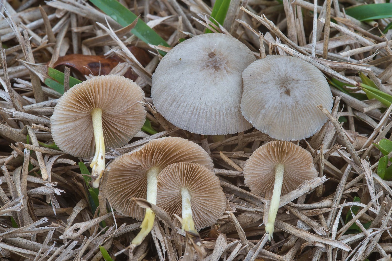 Bolbitius (Bolbitius) - Picture Mushroom