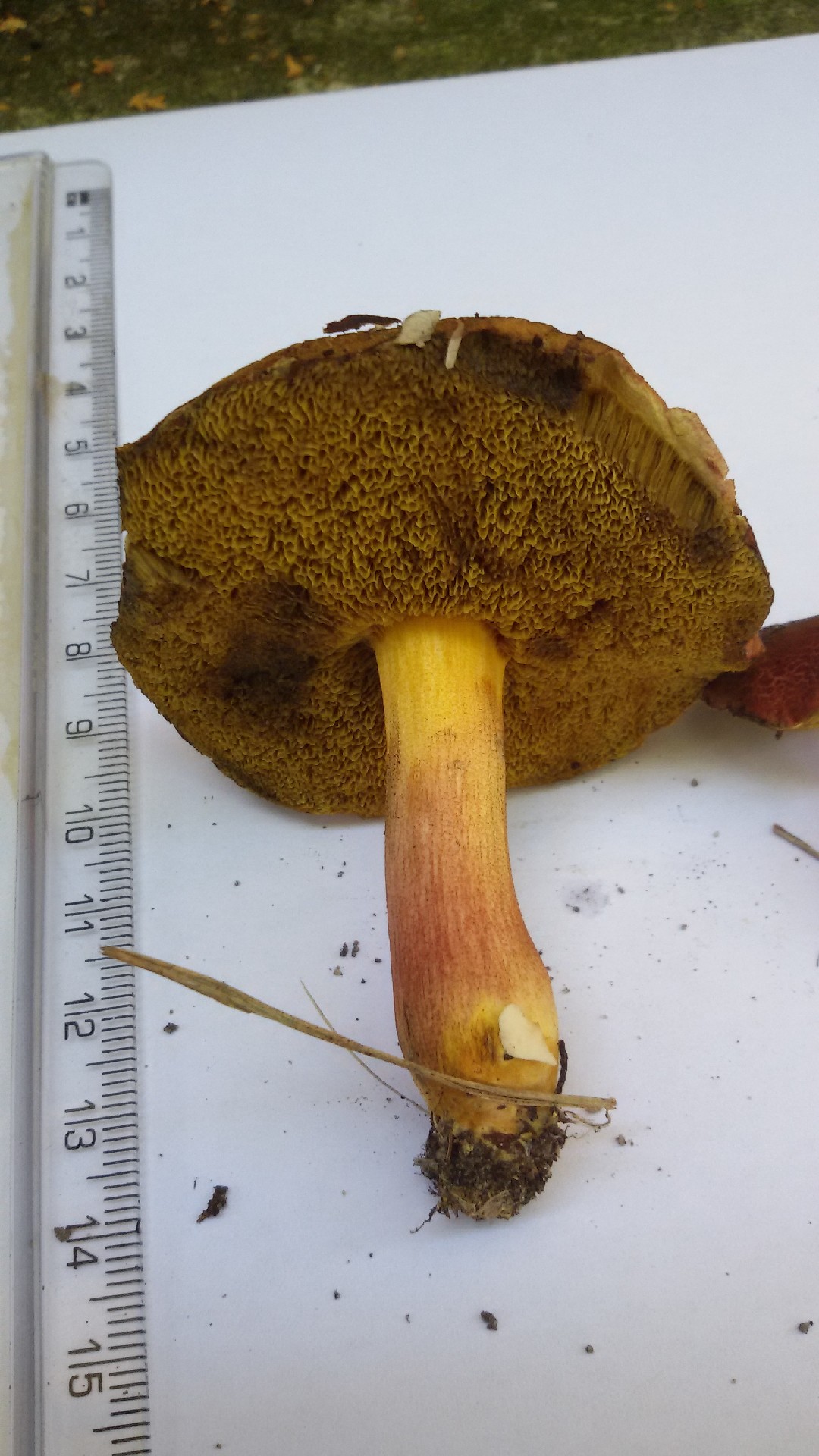 Hortiboletus engelii (Hortiboletus engelii) - Picture Mushroom