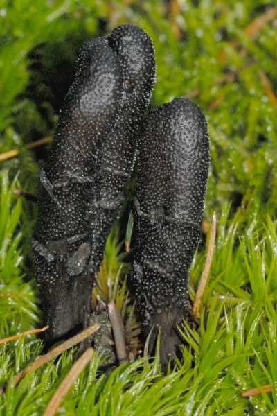 Tolypocladium (Tolypocladium) - Picture Mushroom
