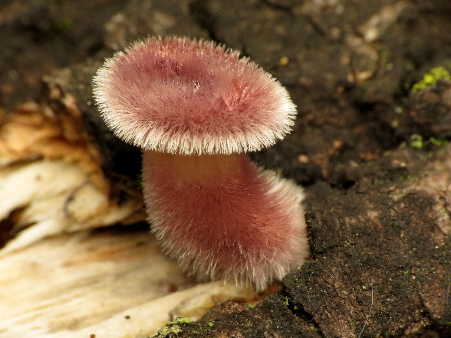 Panus (Panus) - Picture Mushroom