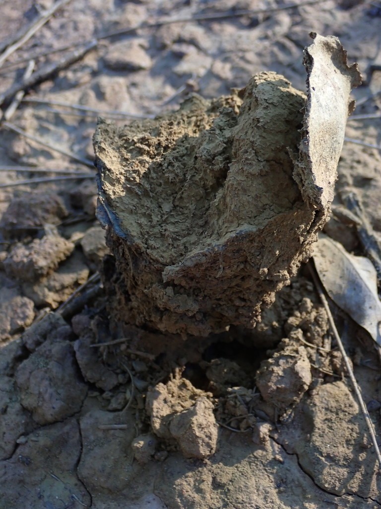 Pisolithus microcarpus (Pisolithus microcarpus) - Picture Mushroom
