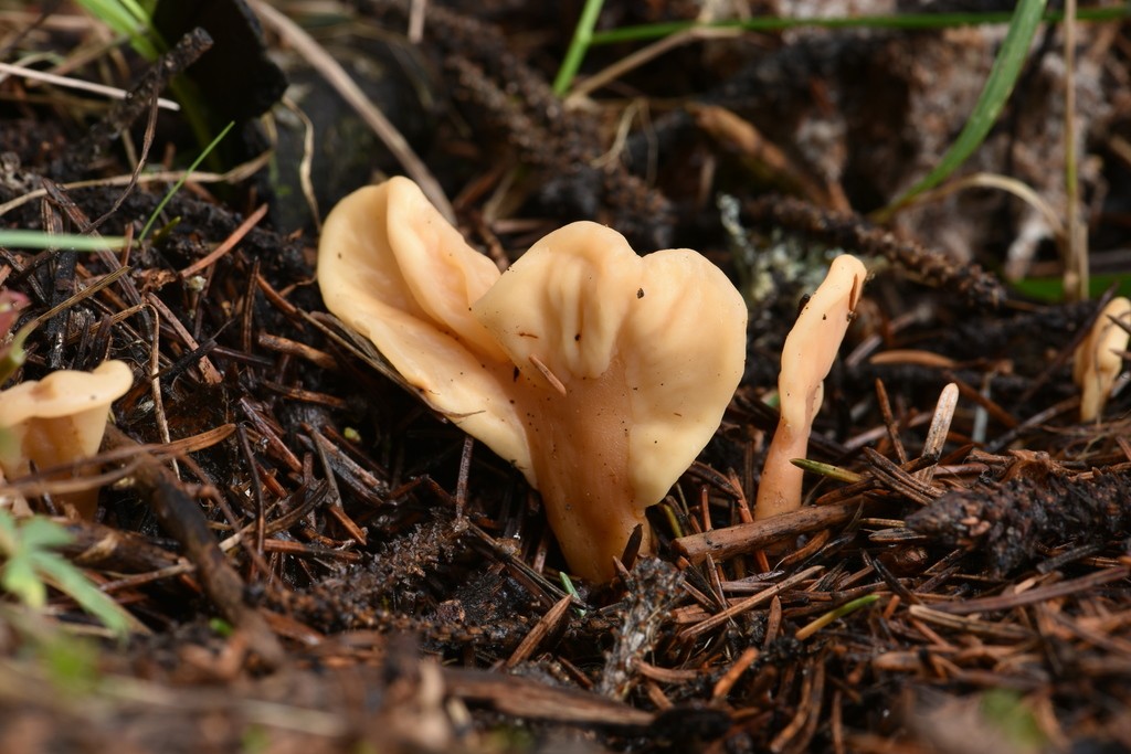 Spathularia (Spathularia) - Picture Mushroom