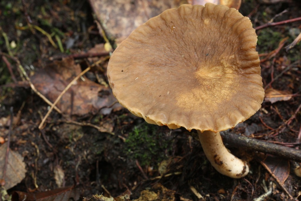 チチタケ属 (Lactarius) - Picture Mushroom