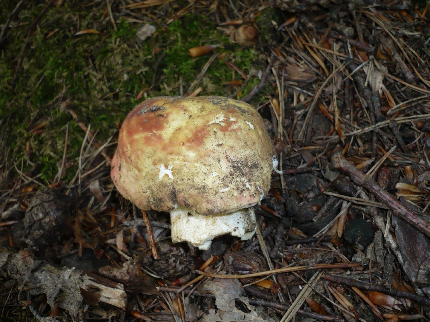 Russula faginea (Russula faginea) - Picture Mushroom