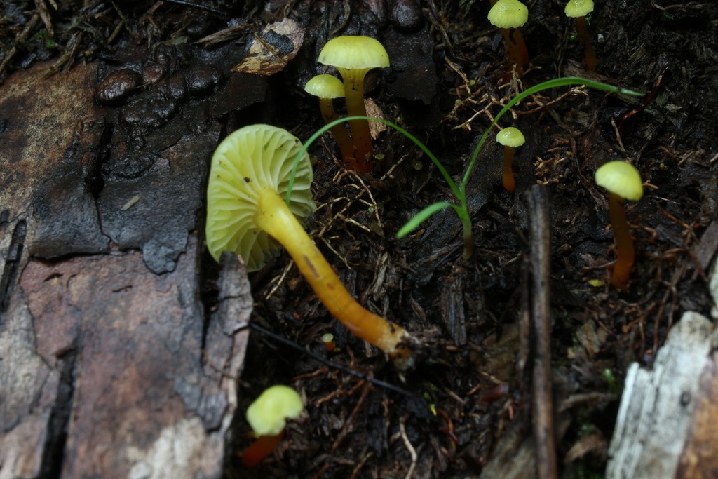 Hygrocybe parvula (Hygrocybe parvula) - Picture Mushroom