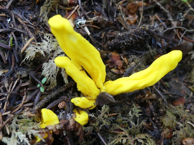 Neolecta irregularis (Neolecta irregularis) - Picture Mushroom