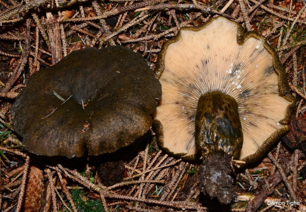 Lactarius olivaceoumbrinus (Lactarius olivaceoumbrinus) - Picture Mushroom