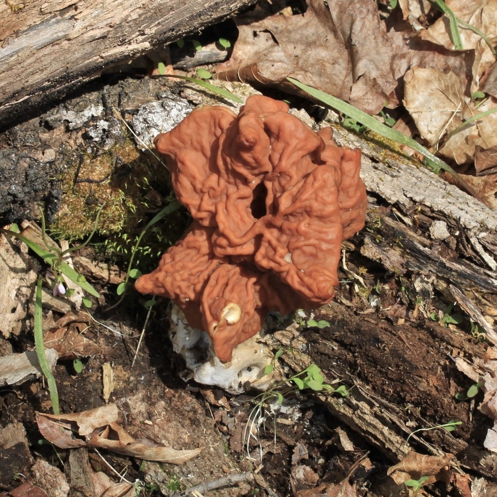 Discina brunnea (Discina brunnea) - Picture Mushroom