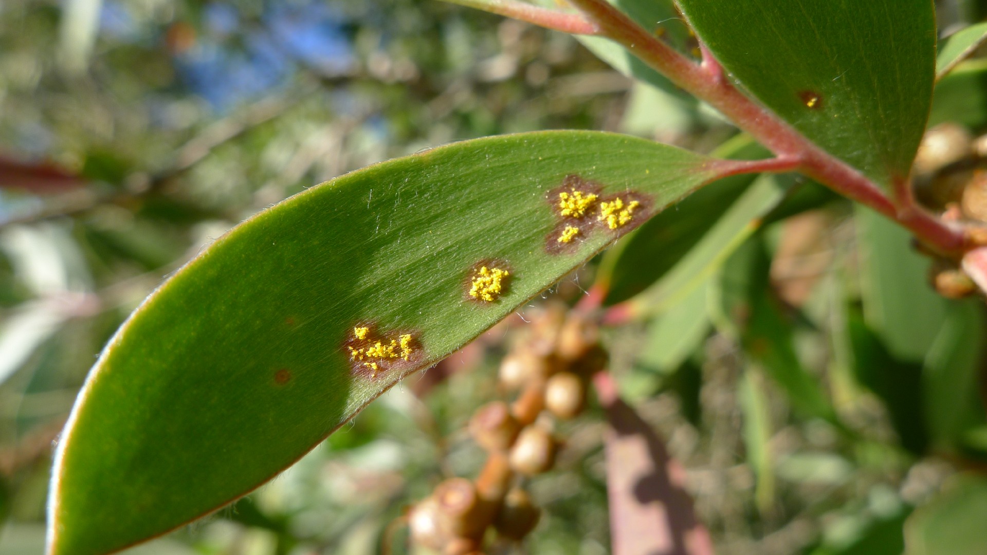 Roya del mirto (Austropuccinia psidii) - Picture Mushroom
