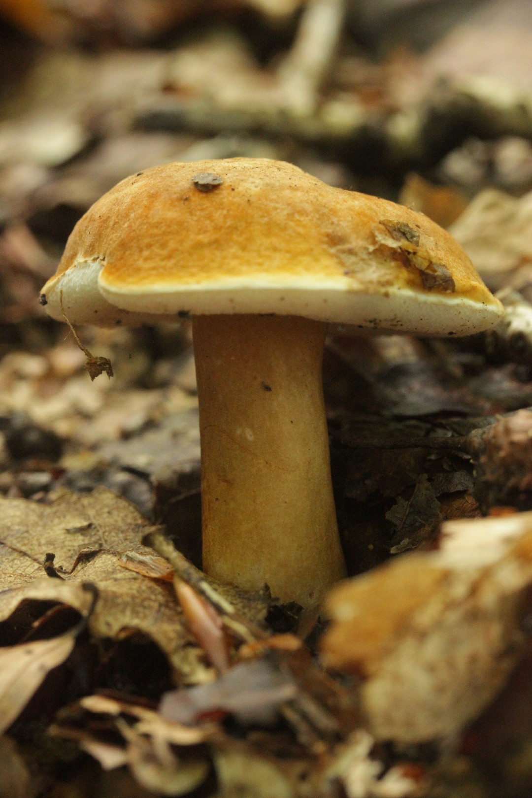 Boleto castano (Gyroporus castaneus) - Picture Mushroom
