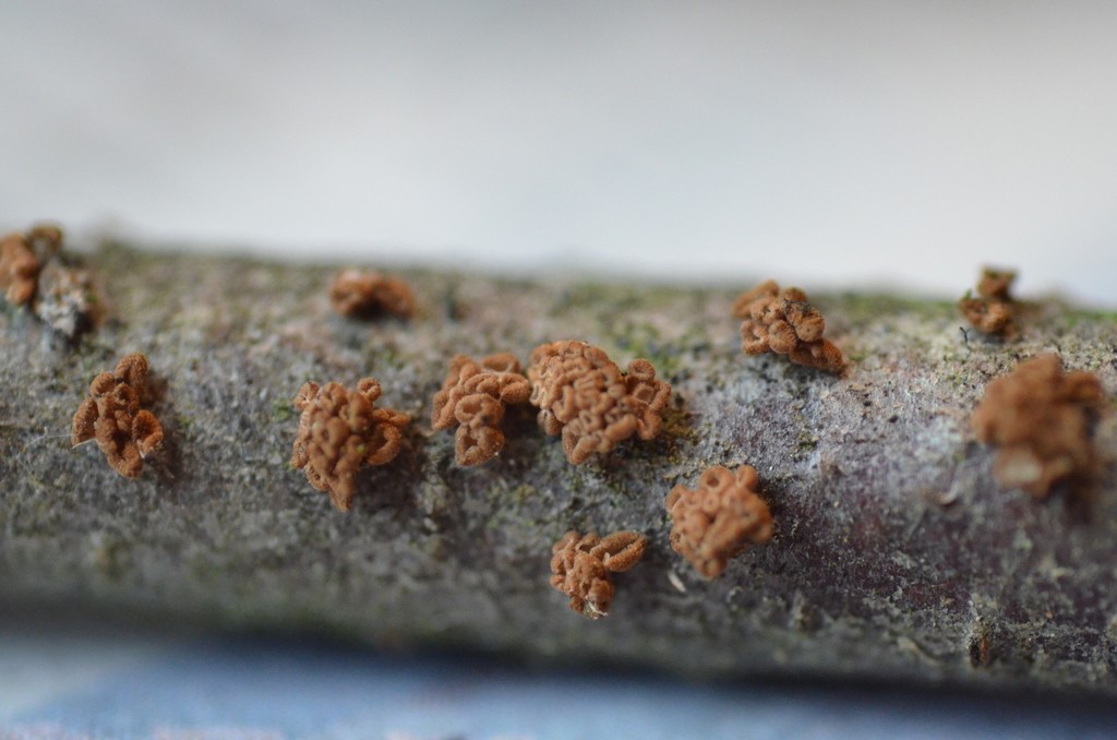 Merismodes (Merismodes) - Picture Mushroom