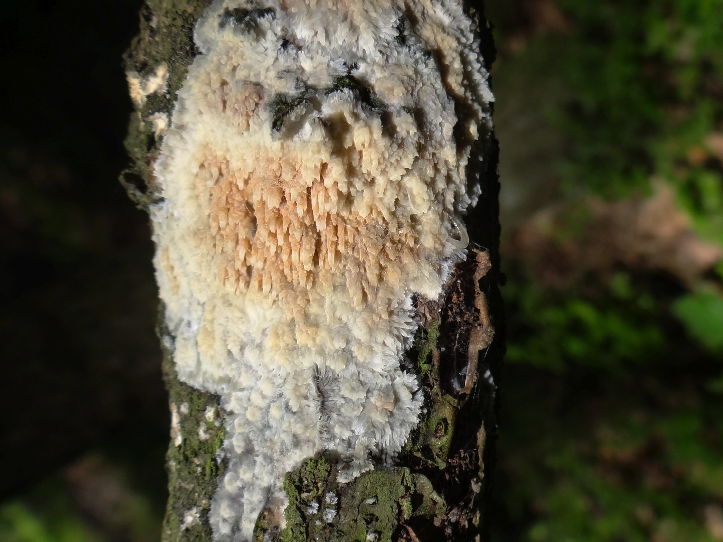 Hyphodontia quercina (Hyphodontia quercina) - Picture Mushroom