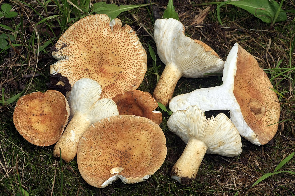 Russula ballouii (Russula ballouii) - Picture Mushroom