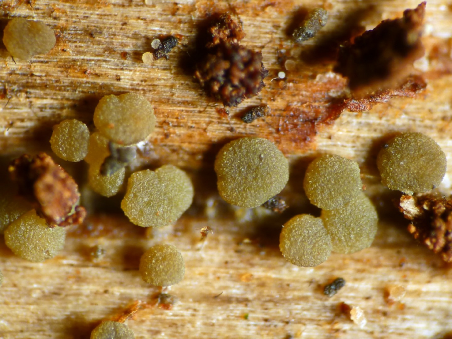 Claussenomyces (Claussenomyces) - Picture Mushroom