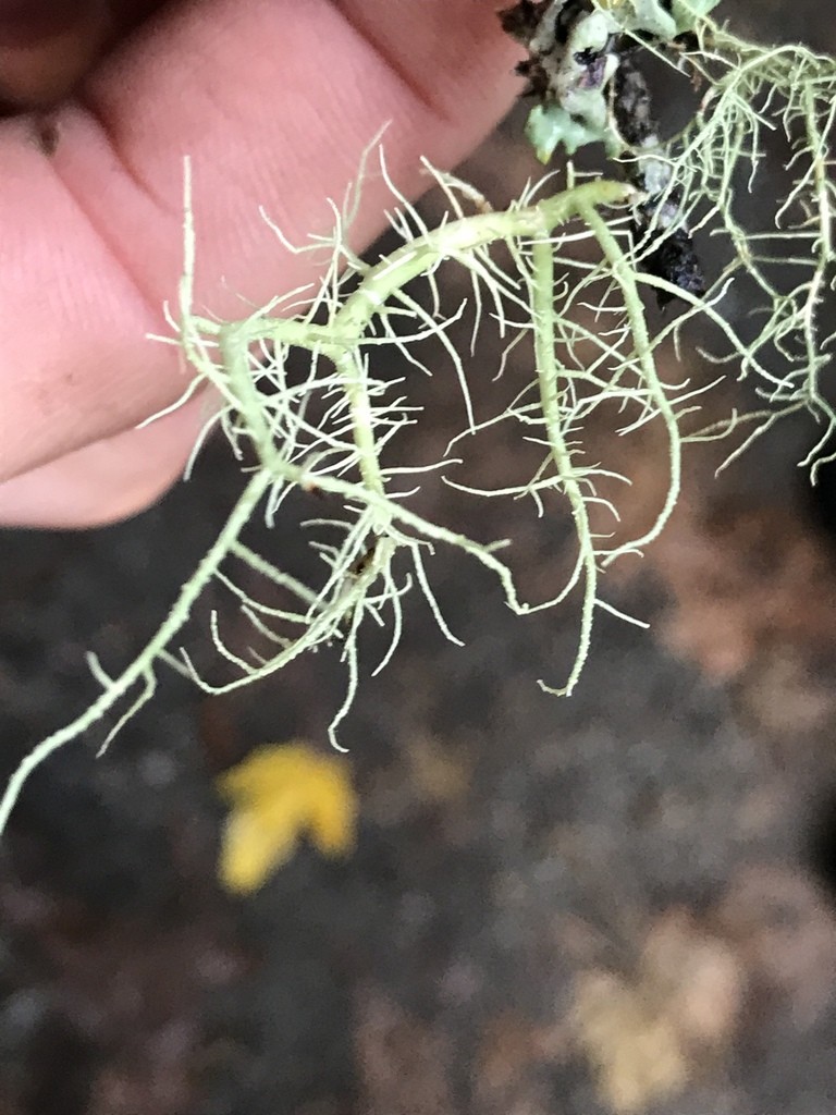Usnea cornuta (Usnea cornuta) - Picture Mushroom