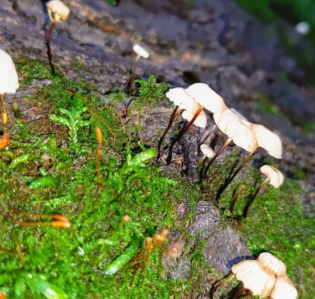 Marasmius delectans (Marasmius delectans) - Picture Mushroom
