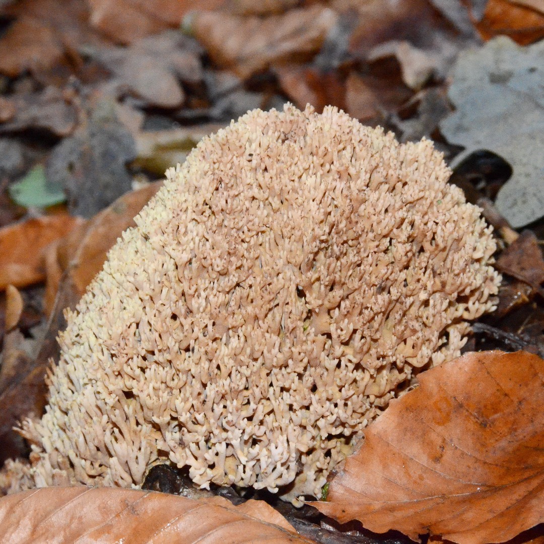 Korallen (Ramaria) - Picture Mushroom