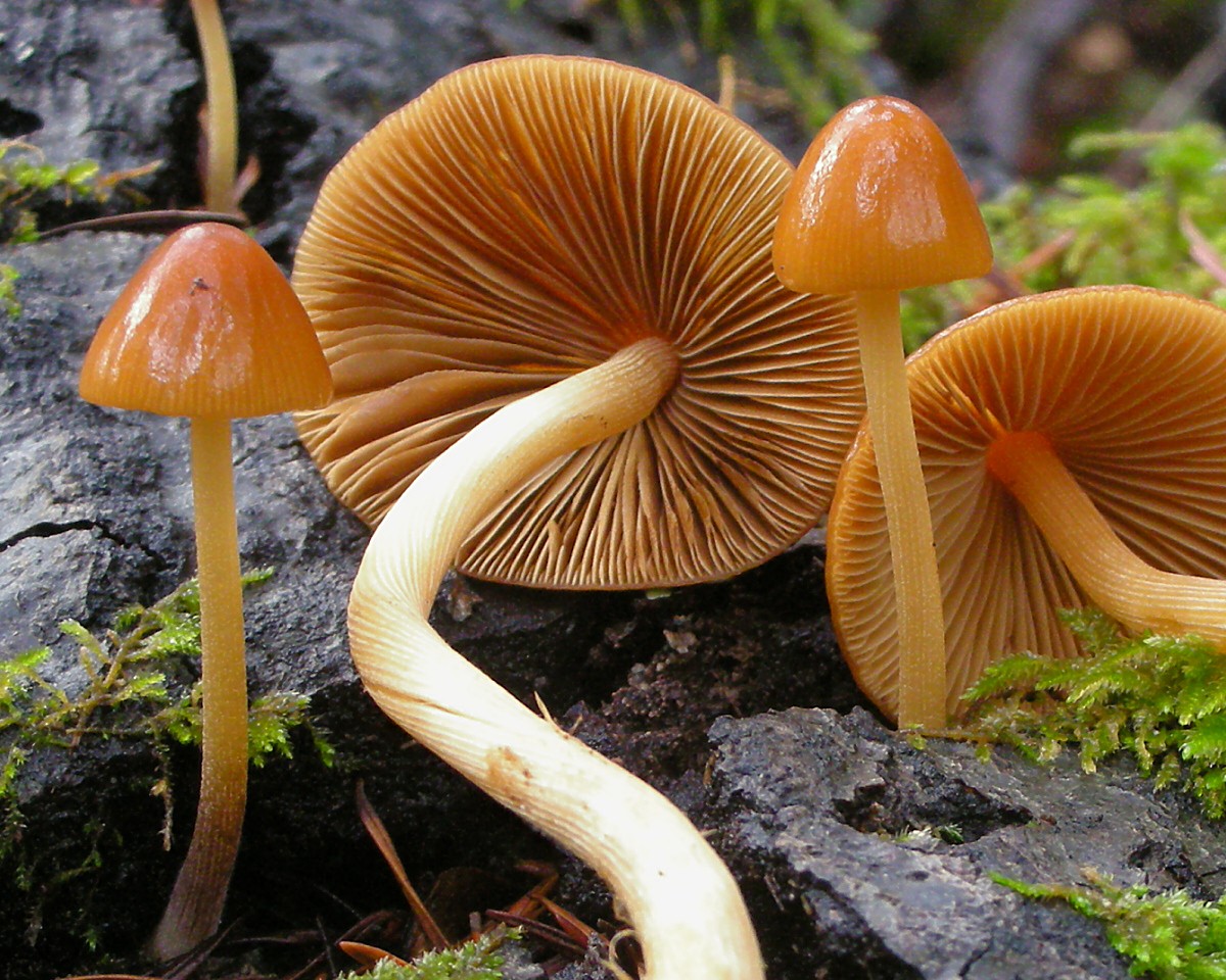 Common conecap (Conocybe tenera) - Picture Mushroom