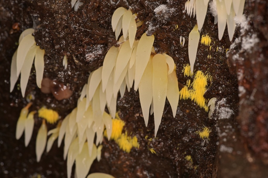 Mucronella fusiformis (Mucronella fusiformis) - Picture Mushroom