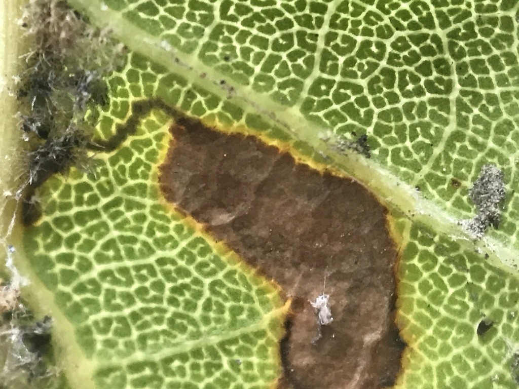 Stigmella (Stigmella) - Picture Mushroom