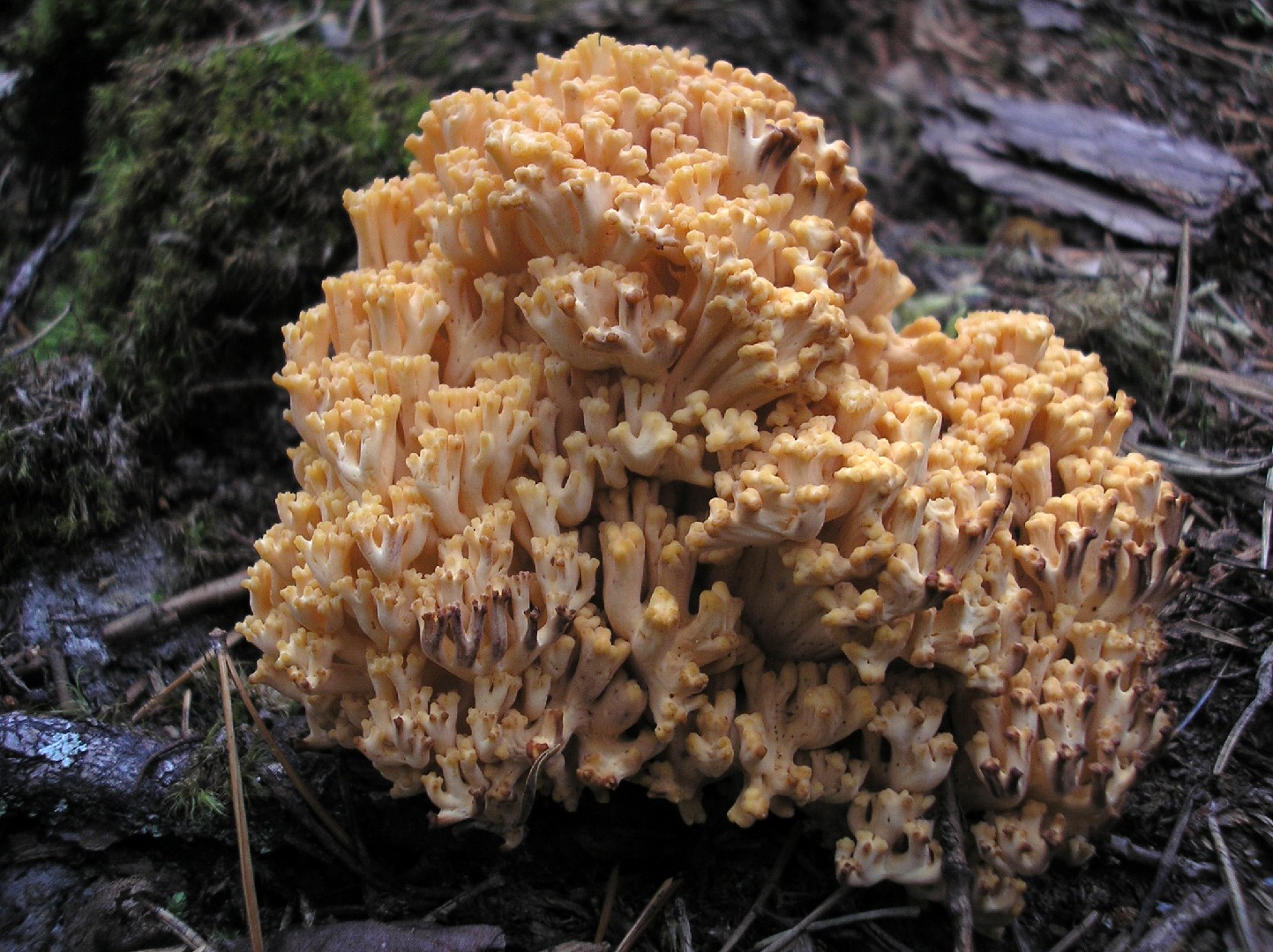 Ramaria magnipes (Ramaria magnipes) - Picture Mushroom