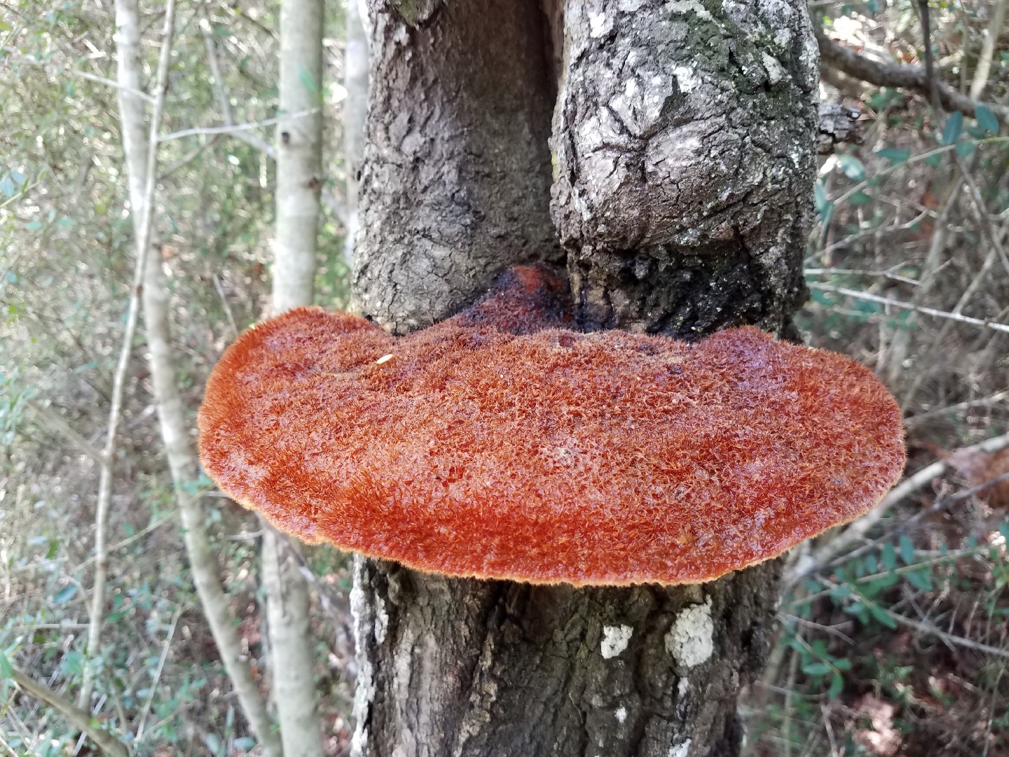 Inonotus quercustris (Inonotus quercustris) - Picture Mushroom
