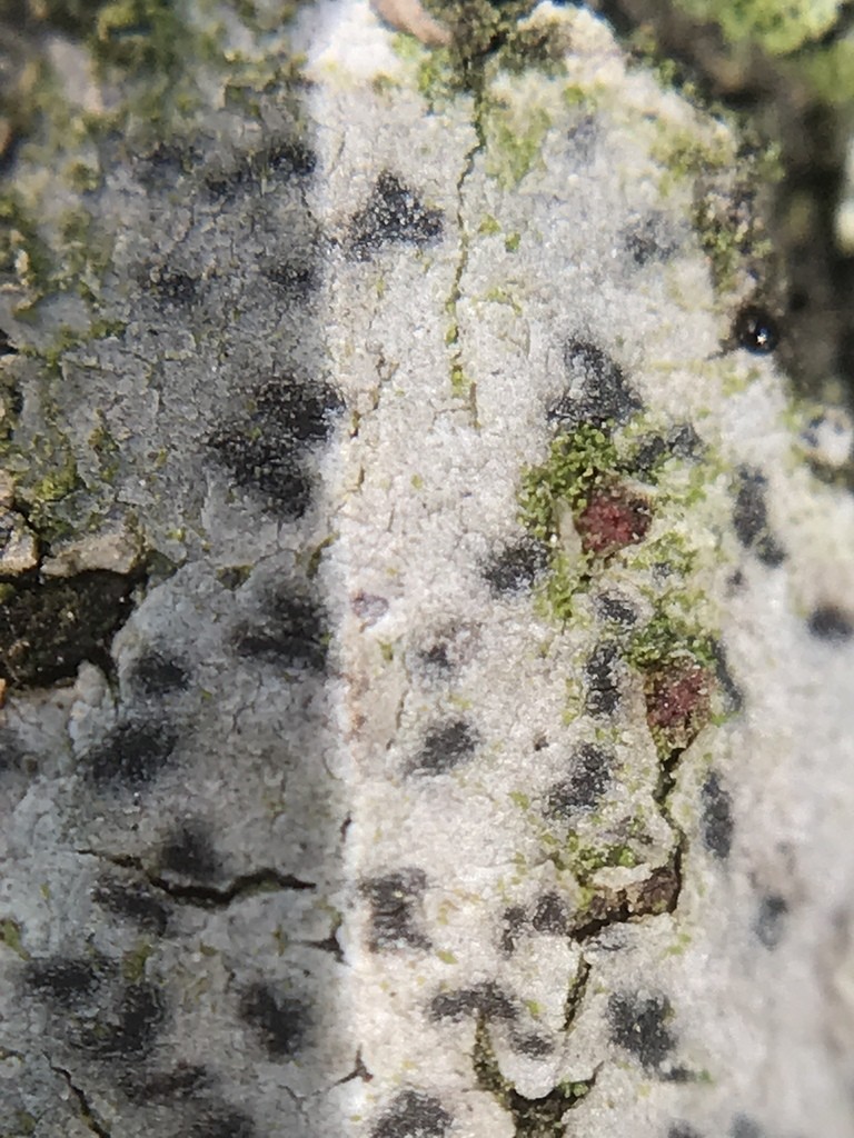 Graphis (Graphis) - Picture Mushroom