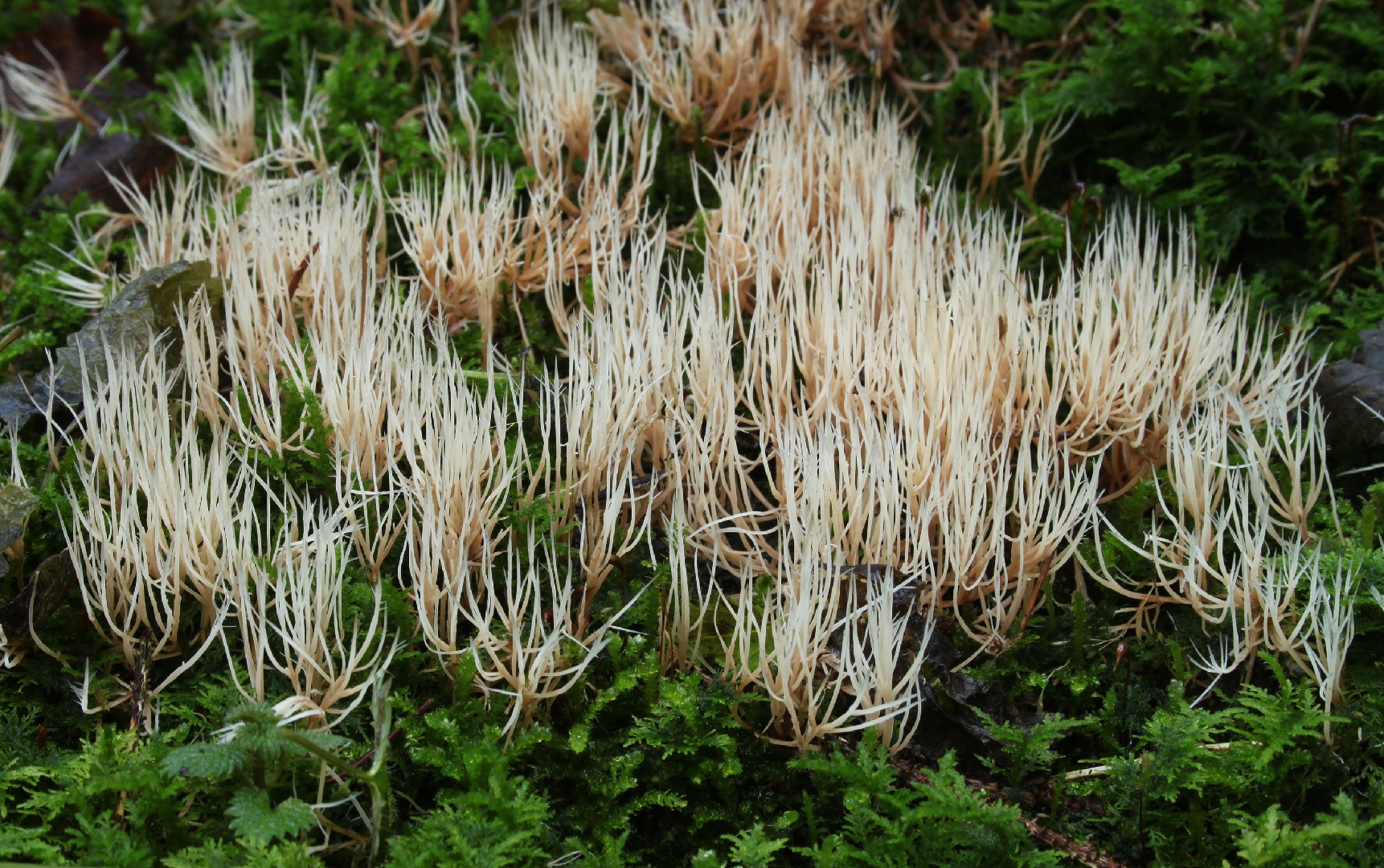 Pterula multifida (Pterula multifida) - Picture Mushroom
